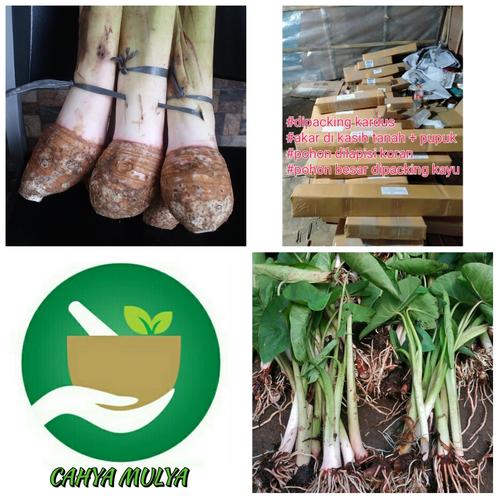 Jual bibit tanaman pohon talas Bogor - talas bentul isi 10 bibit - Kota ...