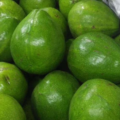 Jual buah alpukat papua raja kuning mentega avocado butter lokal ...