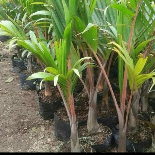 Jual pohon palem botol - bibit tanaman hias pohon palem botol / pohon ...
