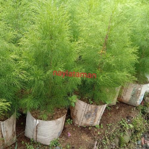 Jual Pohon Cemara Balon-Tinggi 1-1,2 m - Kab. Bogor - Nayla Taman ...