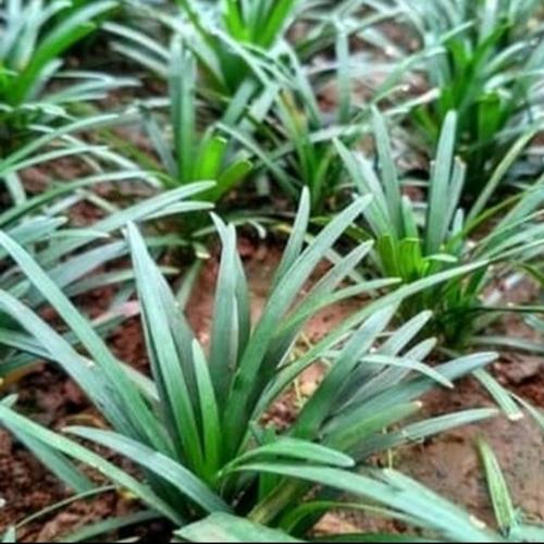 Jual tanaman kucai mini...Mengganti rumput dengan kucai mini, - Kab ...