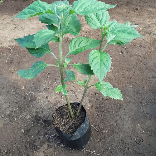 Jual Tanaman Herbal Daun Nilam/Dilem (Pogostemon Cablin) - Kota Batu ...