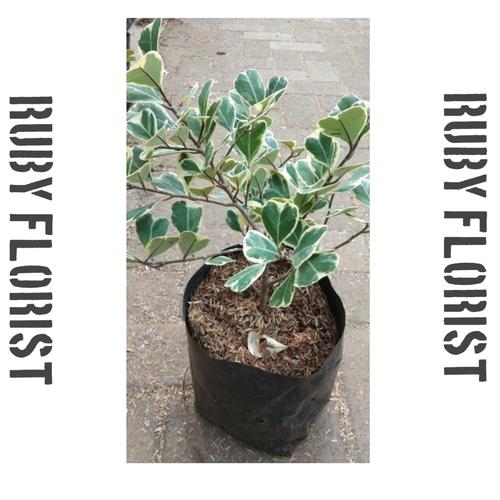 Jual Ficus Triangularis variegata - Kota Batu - Ruby Florist | Tokopedia