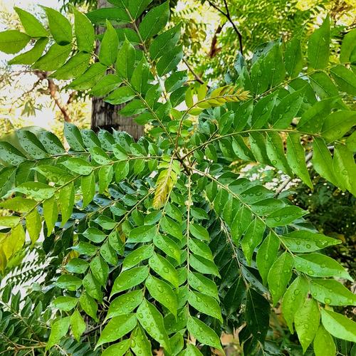 Jual Daun kari/salam koja/temurui non-pestisida untuk bahan masakan - 1 ...