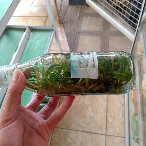 Jual Bibit Anggrek Dendrobium Dalam Botol Kualitas Super - Kota Batu ...