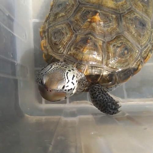 Jual Diamondback Terrapin Concentric Size Adult - Jakarta Utara - Mark ...