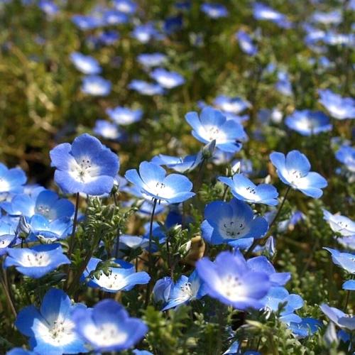 Jual tanaman hias bunga baby blue eyes/ nemophila - Kab. Kediri ...