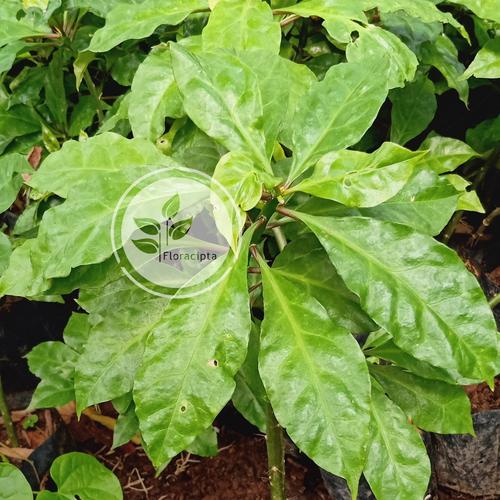 Jual Bibit pohon jarum tujuh bilah/Tanaman jarum 7 billah - Kota Bogor ...