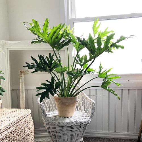 Jual tanaman hias philodendron selloum - monstera jari - tanaman indoor ...