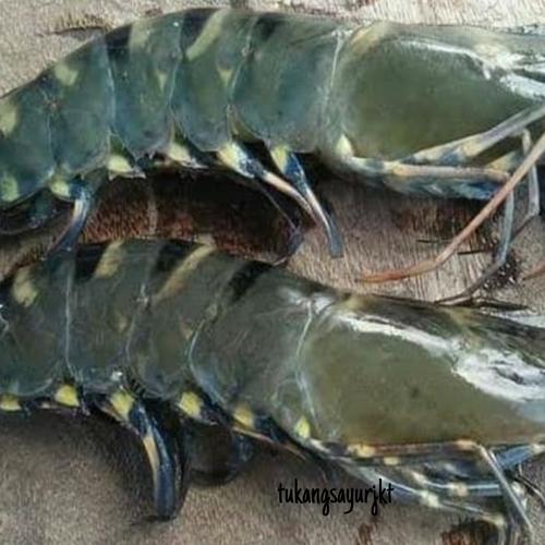 Jual udang windu tiger black / udang pacet jumbo besar 1kg - Jakarta ...