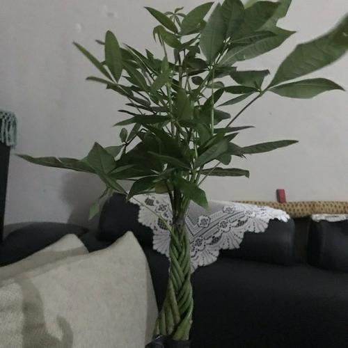 Jual Tanaman pacira kepang 9 - Pachira money tree - Kab. Bogor ...