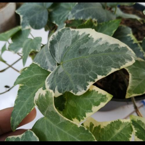 Jual TANAMAN GANTUNG IVY ENGLISH VARIGATA | TANAMAN RAMBAT| TANAMAN ...