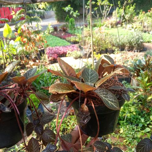 Jual Tanaman beludru / daun rimbun/ tanaman gantung - Kab. Bogor ...