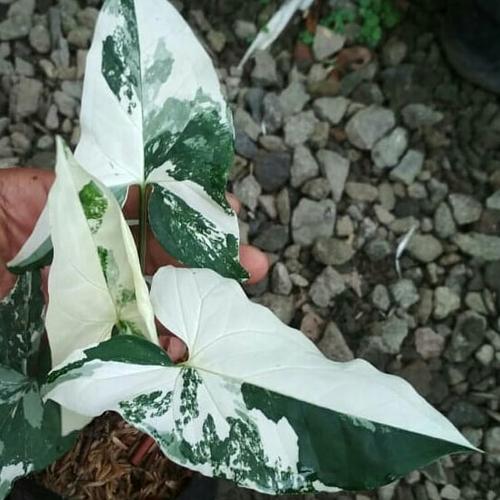 Jual TANAMAN SYNGONIUM VARIGATA | KELADI VARIGATA | INDOOR PLANT - Kab ...