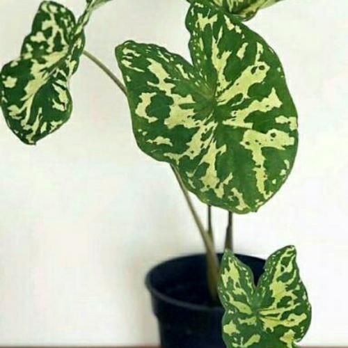 Jual TANAMAN KELADI ARMY/CALADIUM ARMY/BIBIT CALADIUM ARMY - Kab. Bogor ...