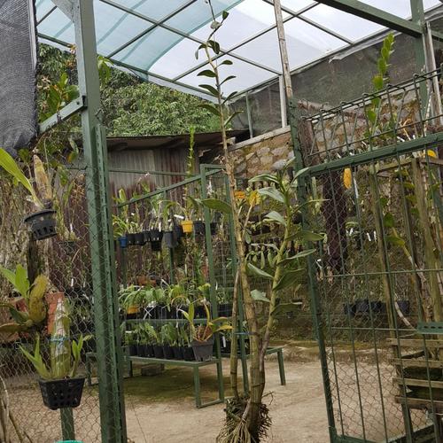 Jual Dendrobium Violaceoflavens / anggrek besi papua - Kab. Bandung ...
