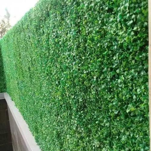 Jual tanaman daun dollar rambat sintetis ukuran 60x40cm - Jakarta ...
