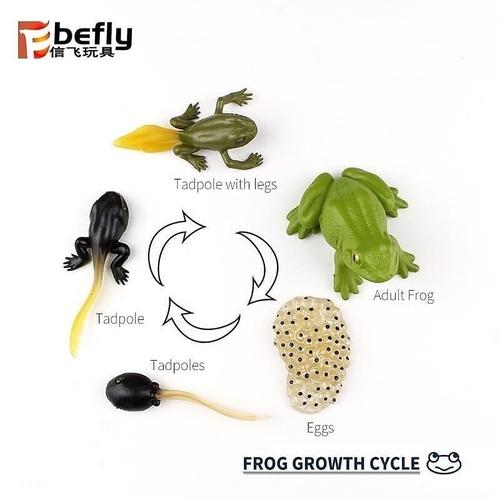 Jual Mainan siklus hidup hewan katak /life cycle figurene only ...
