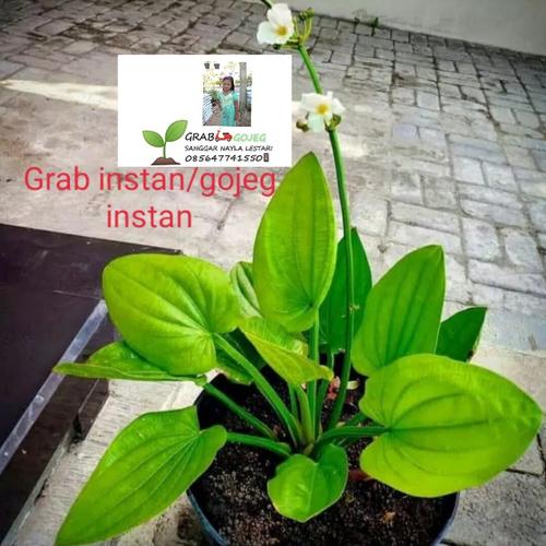 Jual Jual bibit melati air/tanaman air/tanaman murah - Jakarta Utara ...