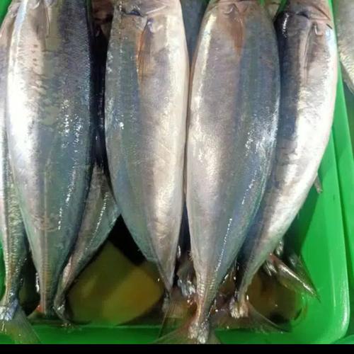 Jual ikan layang jumbo fres segar - Kota Bekasi - IKAN BASAH RIZAL ...