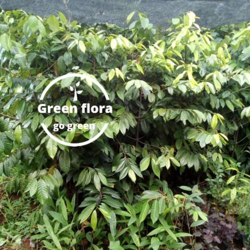 Jual bibit pohon pala tinggi 1 meter-pohon buah pala - Kota Bogor ...