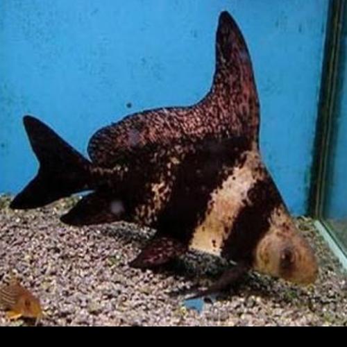 Chinese Hi Fin Banded Shark