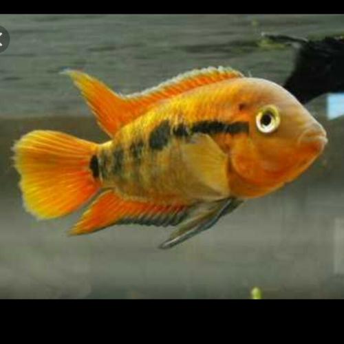 Jual Rainbow Cichlid Archocentrus Multispinosus Herotilapia American ...
