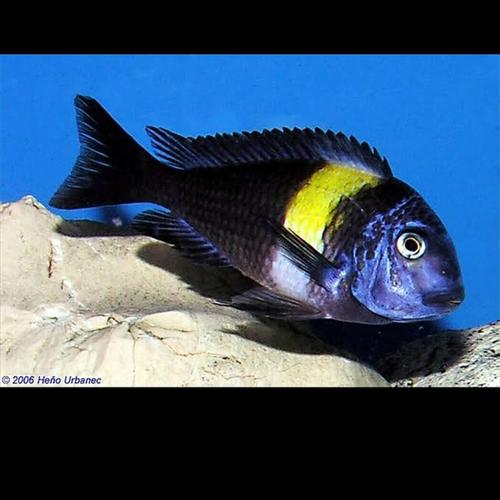 Jual Tropheus Duboisi The White Spotted Cichlid Lake Tanganyika ...