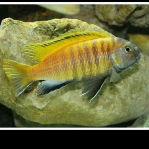 Jual Tropheops Red Fin Sp Malawi Mbuna Cichlid - Jakarta Utara - James ...