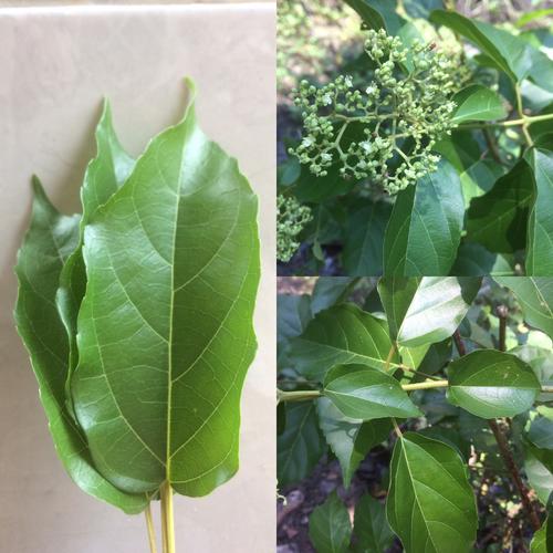 Jual Daun Singkil Segar 200 gram. - Kab. Grobogan - Alam Indah ...