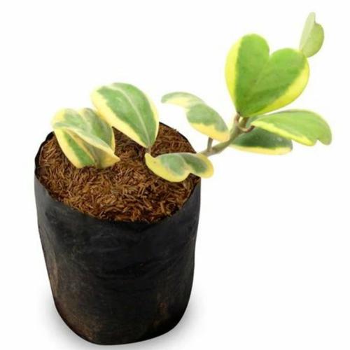 Jual Tanaman Love Hoya Sweetheart Variegata/Valentine Hoya - 1 daun ...