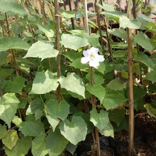 Jual paket tanaman rambat bunga thunbergia tumbergia - Kab. Bogor ...