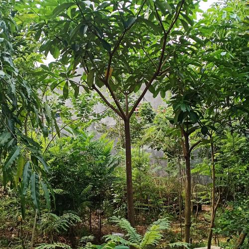 Jual Pohon Pulai/pule - Tanaman Pelindung - Kab. Bogor - Gallery Tukang ...