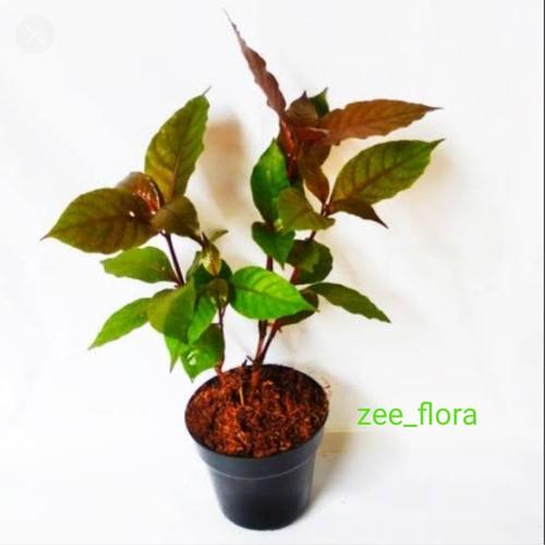 Jual pohon handeuleum / daun ungu,, - Kab. Bogor - zeeflora store ...