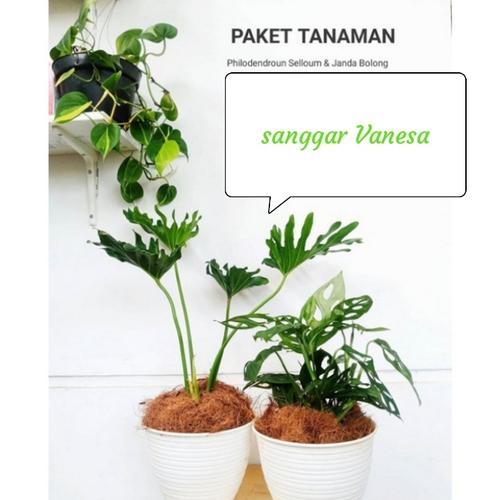 Jual TANAMAN HIAS DENDRUM & JANDA BOLONG - Jakarta Utara - sanggar ...