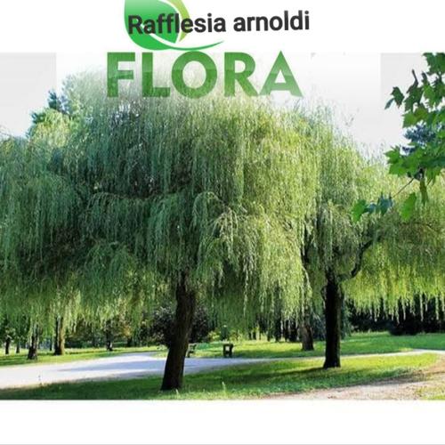 Jual pohon liang liu/ tanaman hias janda merana liang liu - Kab. Bogor ...