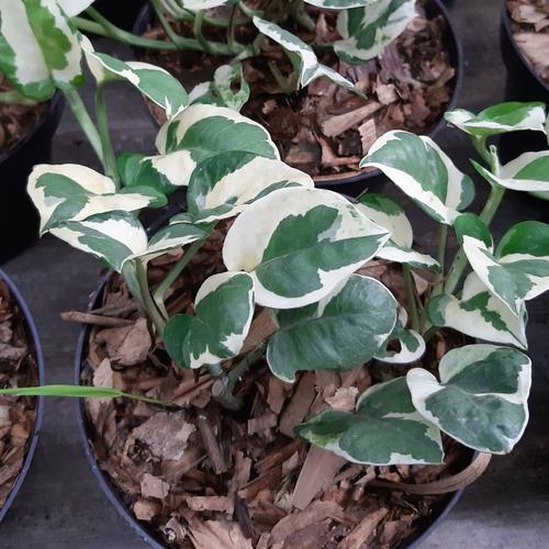 Jual Tanaman Hias Sri Gading Varigata - Sri Gading Enjoy - Kota Depok ...