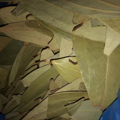 Jual (50 gram)Daun Salam koja daun kari bayleaf or Tez patha - Jakarta ...