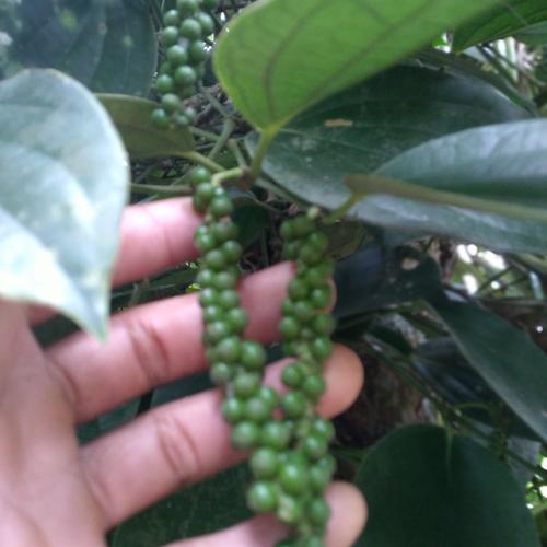 Promo Lada hijau atau merica hijau segar - Jakarta Barat ...