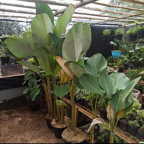 Jual tanaman hias pisang calathea tinggi 1,5 - 2 meter - Kota Depok ...