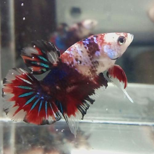 Jual nemo avatar / avatar nemo / nemo / avatar / koi / ikan hias ...