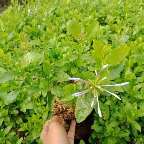 Jual tanaman bunga Plumbago auriculata lambargo plumbago pohon bunga ...