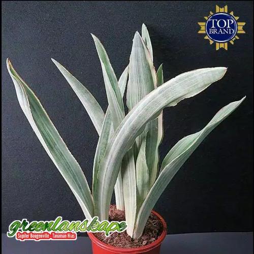 Jual Sansevieria Guineensis Manolin -Sansivera Silver - Kab. Bogor ...