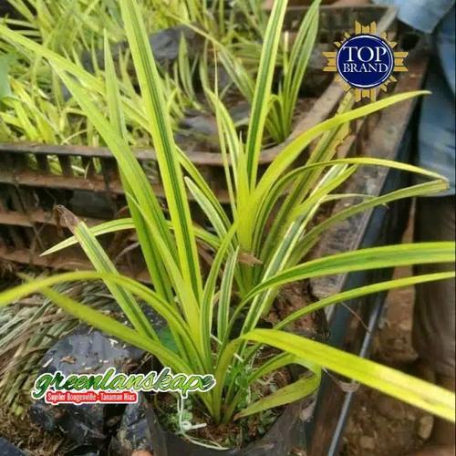 Jual Tanaman Hias Pandan Kuning Afrika - Pandanus Pygmaeus - Kab. Bogor ...
