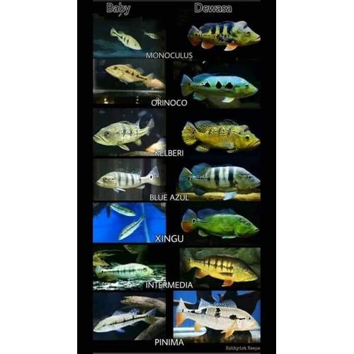 Jual Pbass pinima peacook bass pinima sizs 18-19cm - Jakarta Timur - G ...