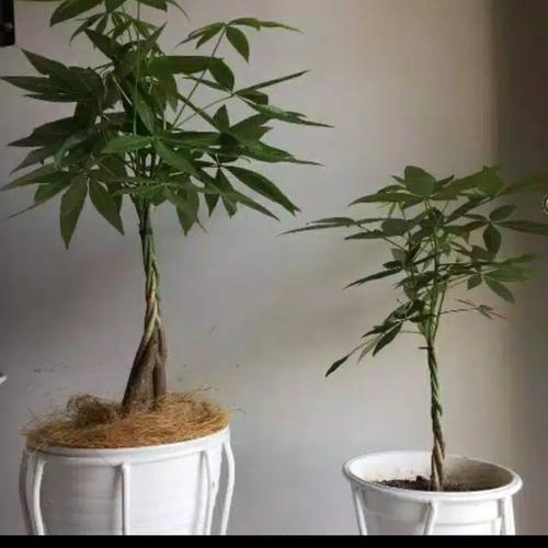 Jual Tanaman hias pacira kepang 3 - Pachira money tree - Kab. Bogor ...