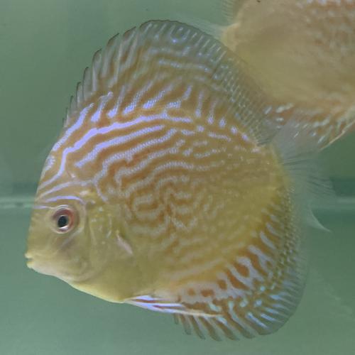 Jual Discus Red Mozaik / Blue Turquoise 4 inch - Jakarta Barat ...