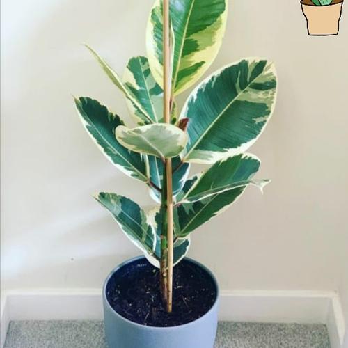 Jual Tanaman Ficus Variegata Karet - Kab. Malang - wijayakusuma_store ...