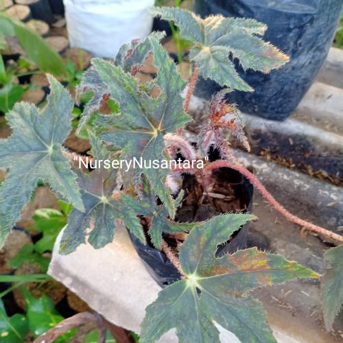 Jual Tanaman Begonia - Kab. Bogor - Nursery Nusantara | Tokopedia
