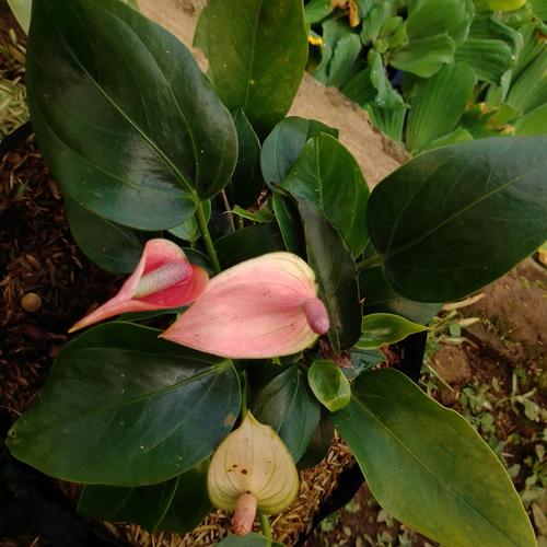 Jual Anthurium kate/mini/tanaman hias daun warna pink - Kab. Bandung ...